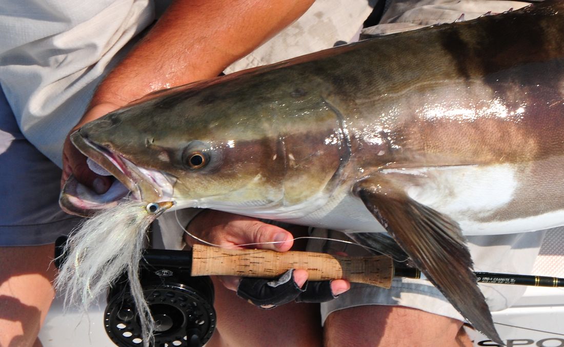 Fly Fishing For Cobia off Virginia Beach Fishing Report - Lateral Line ...